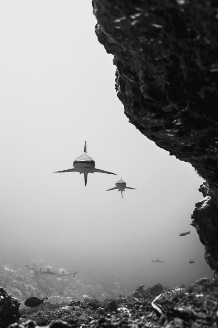45 award-winning aerial and underwater nature photographs
