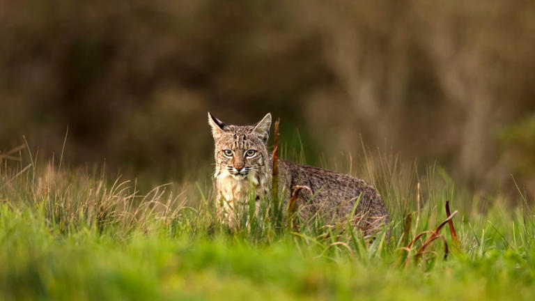 Brantley County man being treated for rabies after bobcat attack