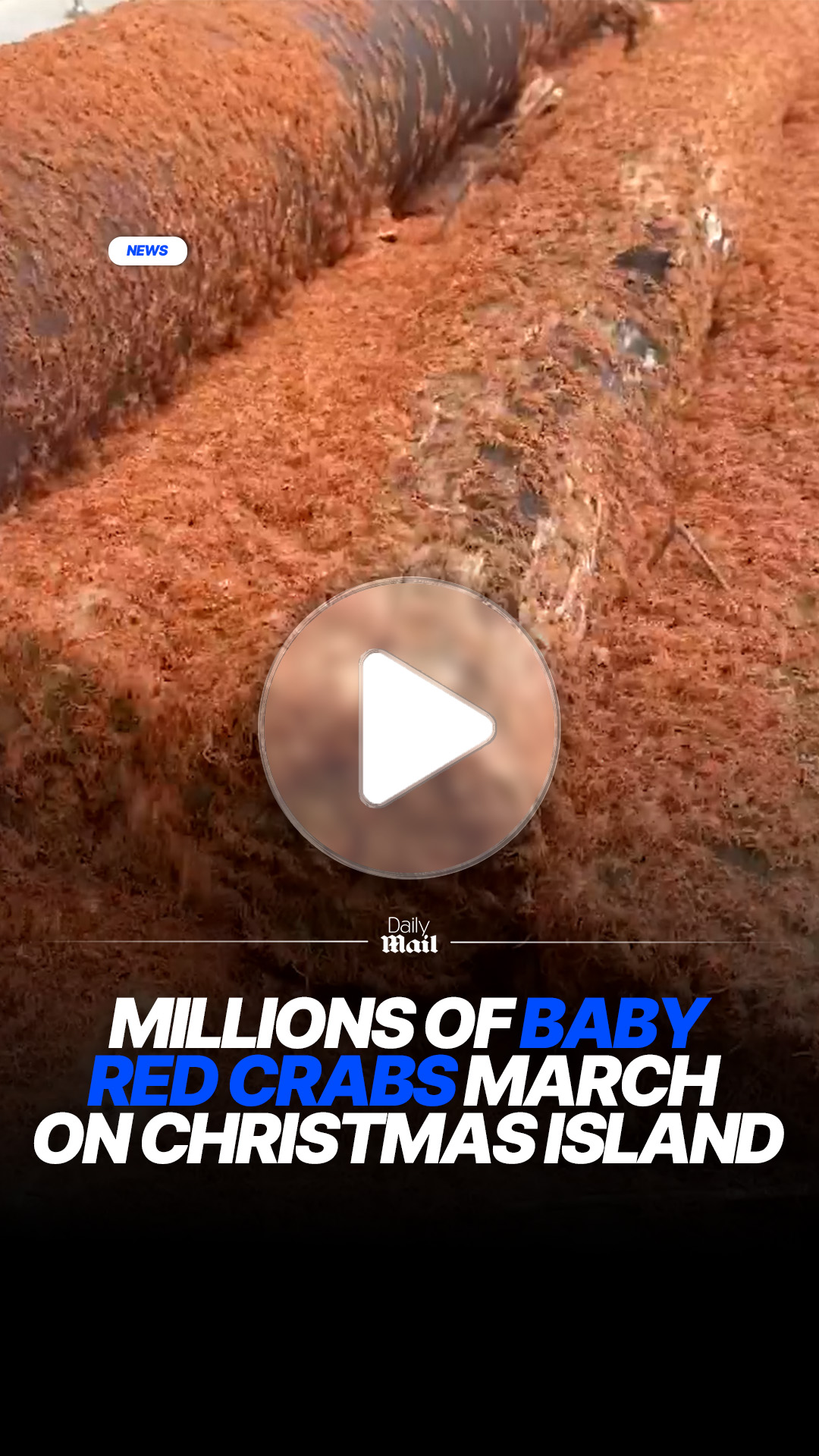 Millions of baby red crabs march across Christmas Island