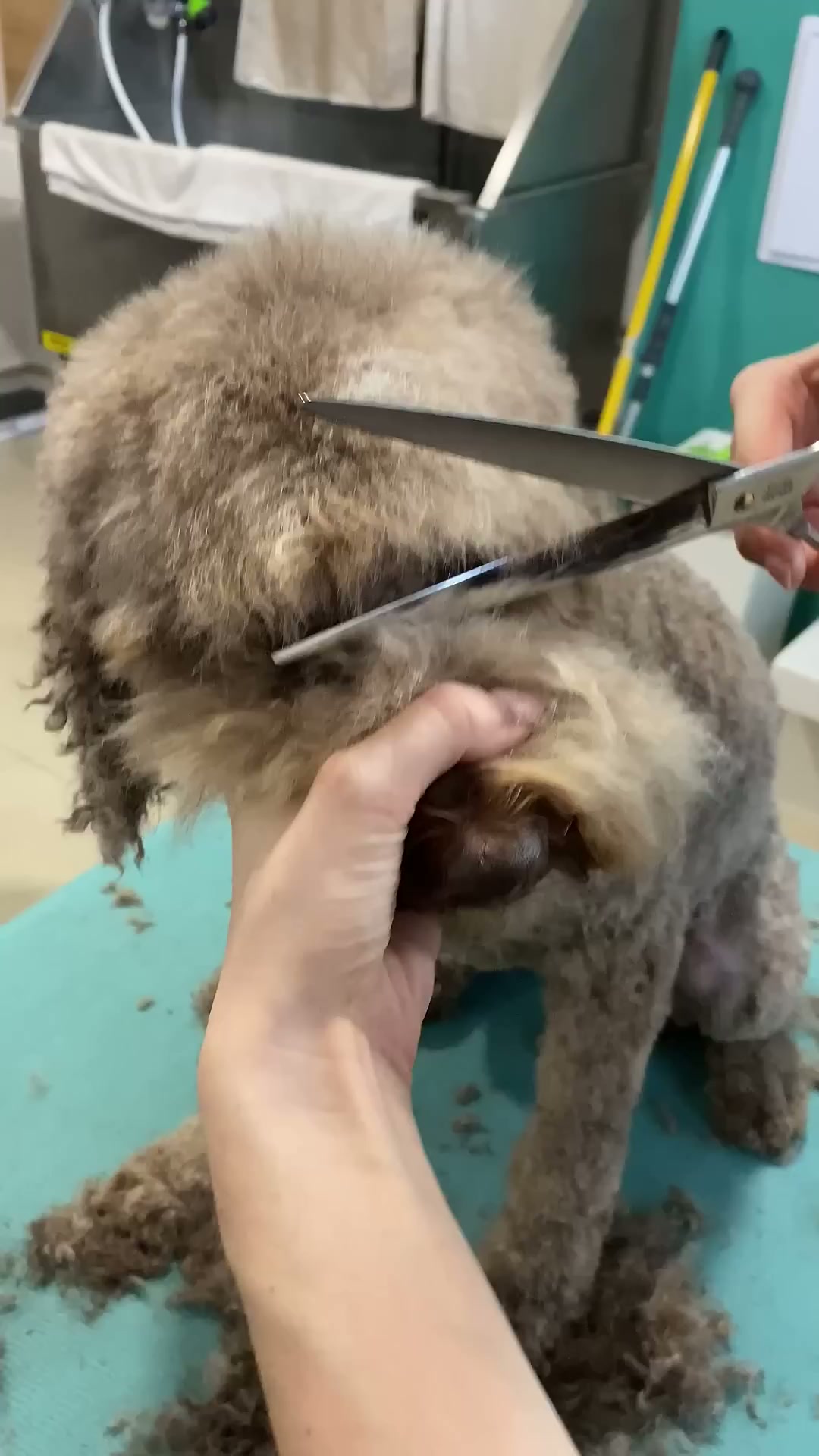 Curly lagotto grooming #doggrooming #shorts
