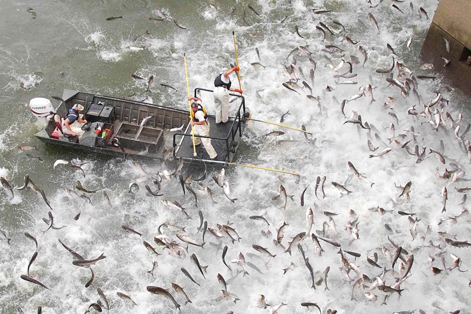 Over 100,000 pounds of invasive fish pulled from one river to help ...