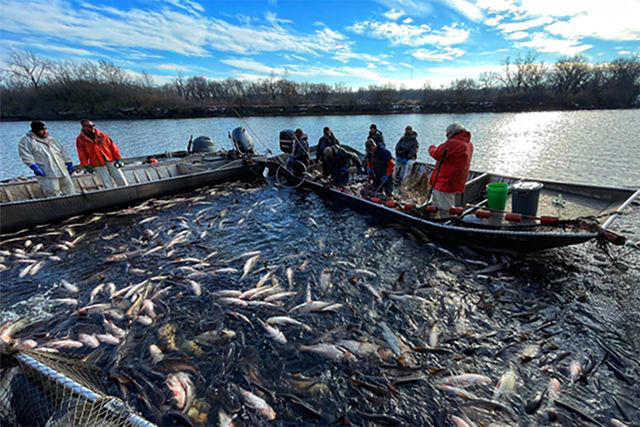 Over 100,000 pounds of invasive fish pulled from one river to help ...