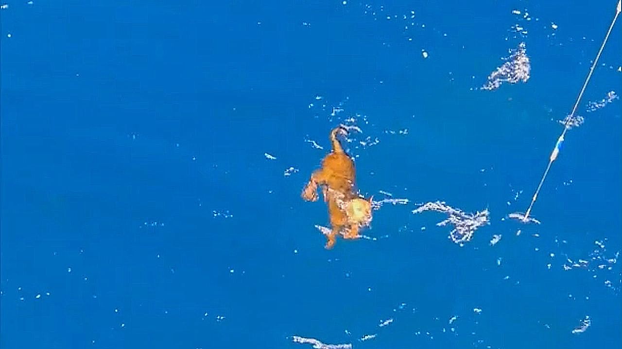 Four-legged castaway! Fishermen rescue a dog swimming alone in the open sea