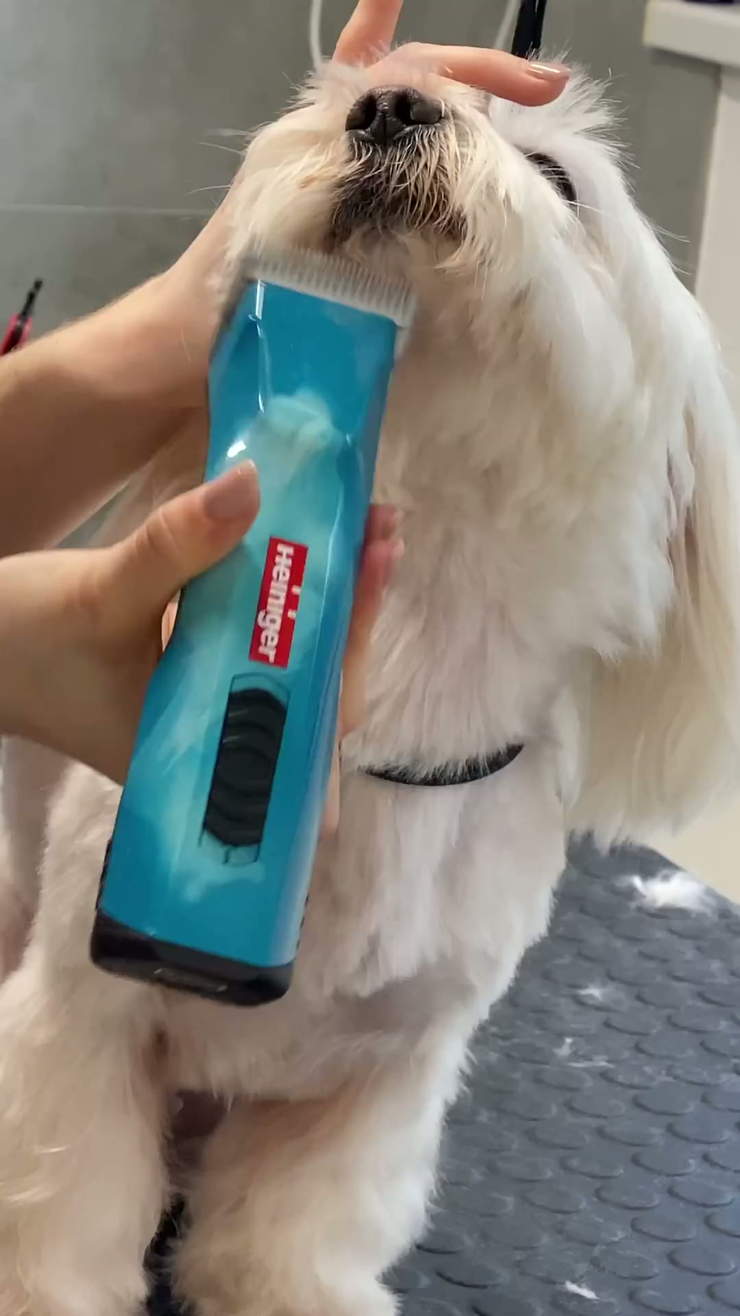 Maltese girl tidy up