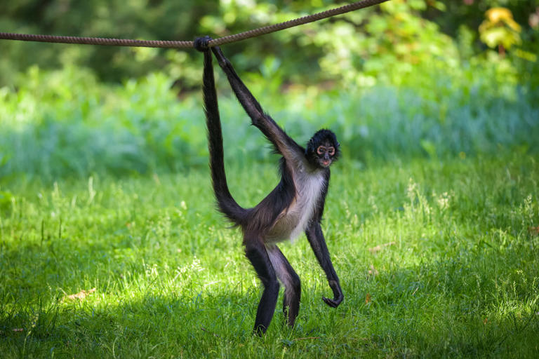 Traveler's hotel room surprise: Spider monkey makes himself at home in ...