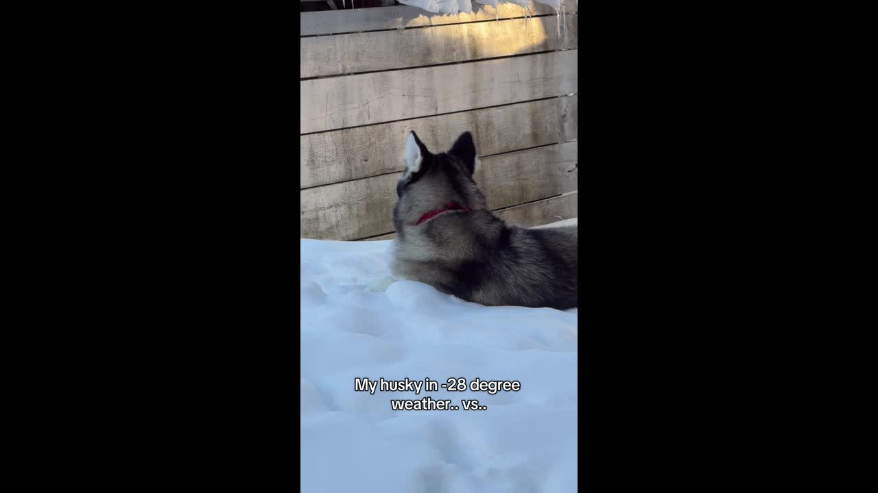 Pet owner films stark difference between husky and kelpie mix's ...
