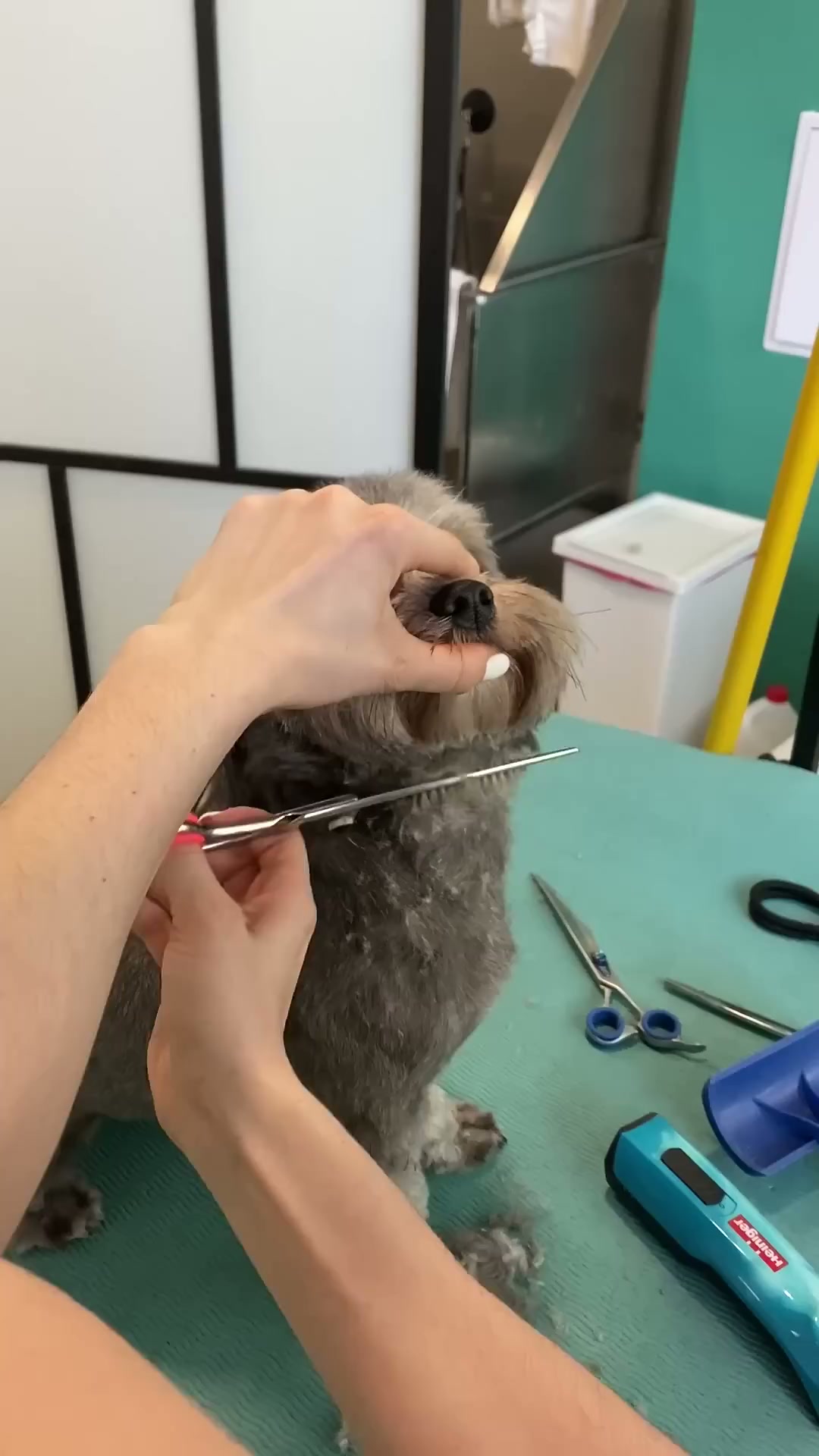 Havanese dog head trim!