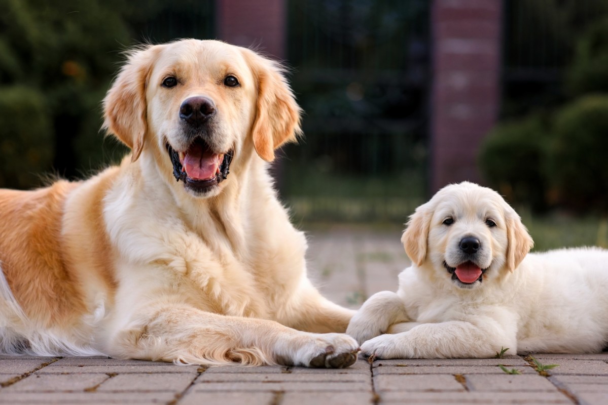 Golden retriever’s tender way of helping her puppy sister has us melting