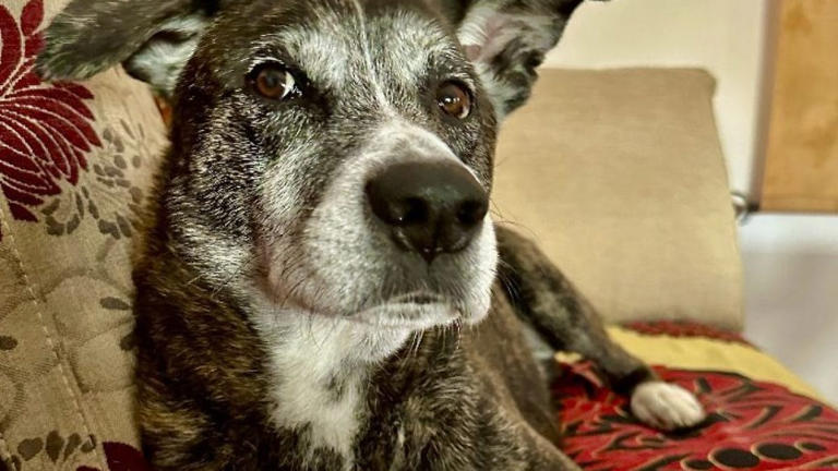 Se il tuo cane potesse risponderti e avessi solo tre domande a tua ...