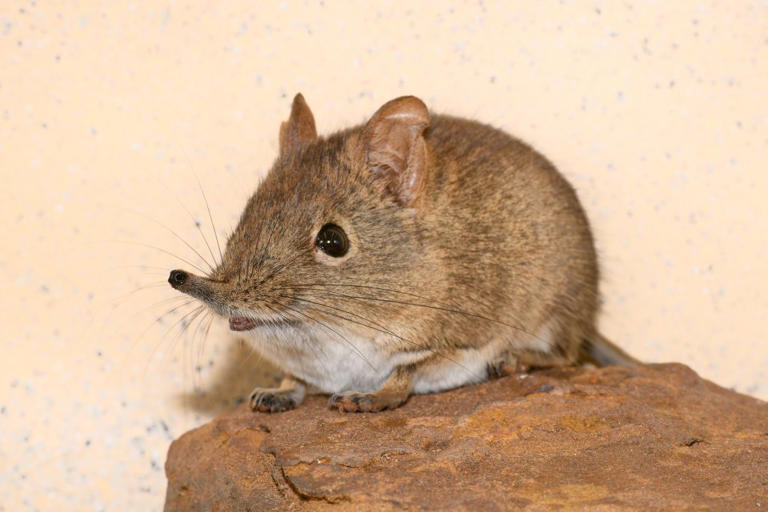 Scientists use digital footprints to track elusive small mammals