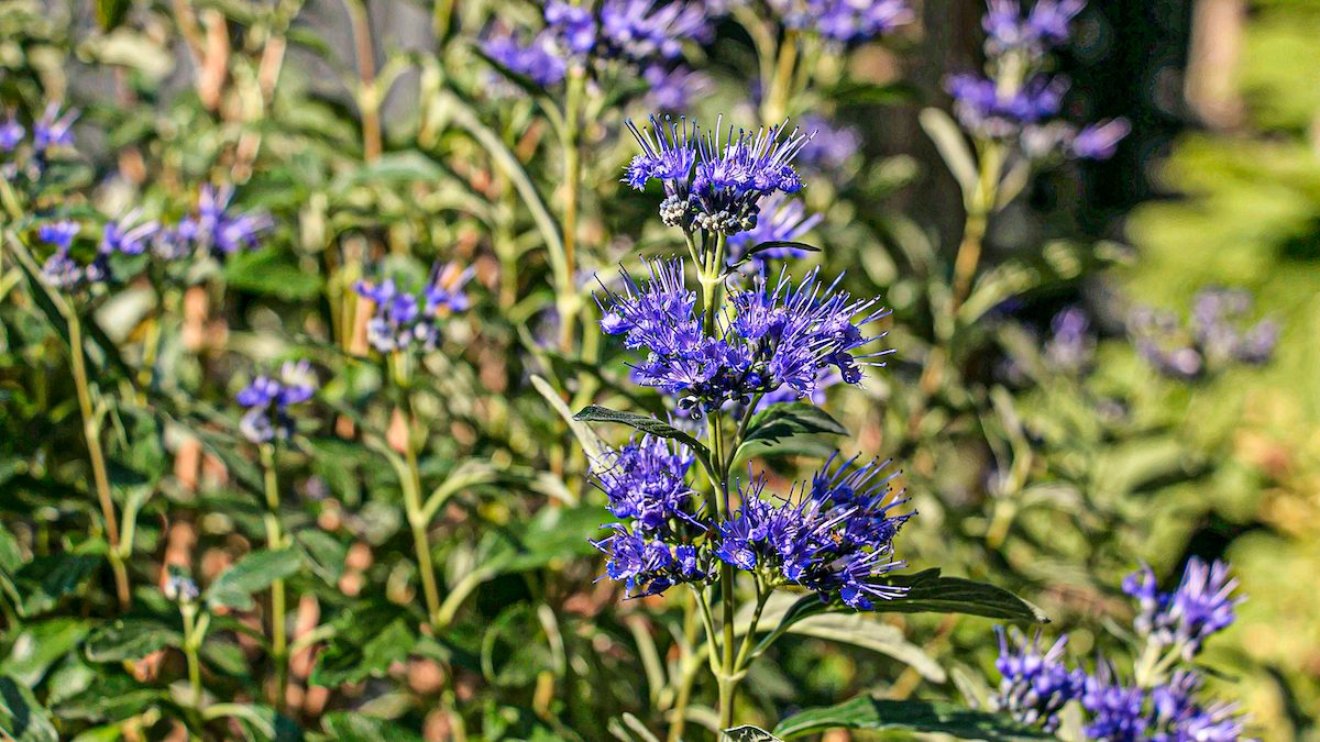 7 beautiful blue flowering shrubs to grow