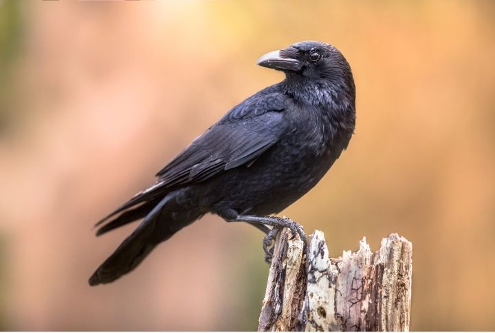 5 mind-blowing cognitive abilities of crows