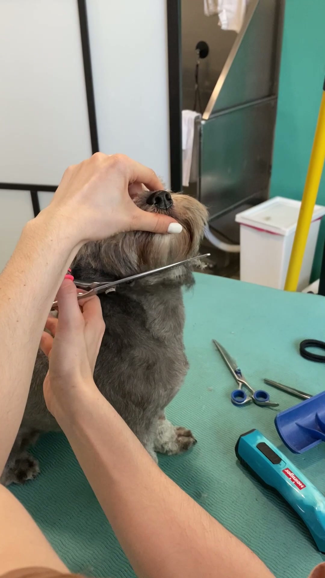 Easy face grooming | Havanese dog