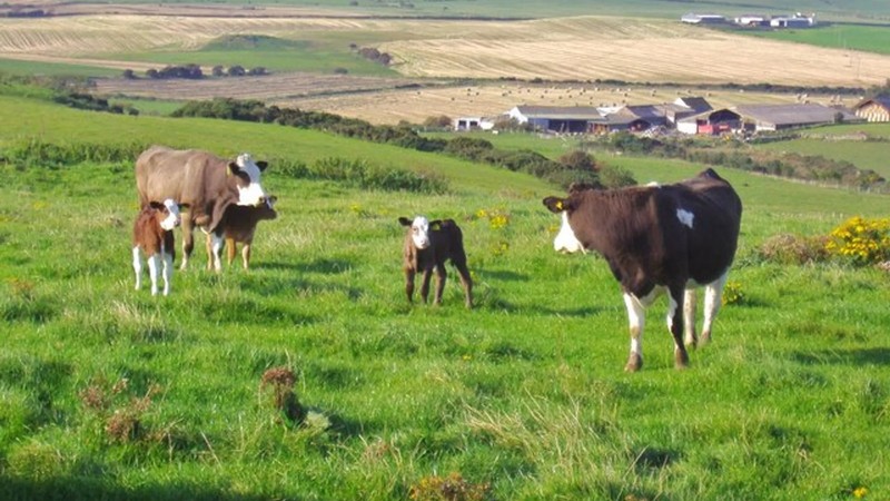 SA resumes FMD strain submissions to global reference lab in boost to ...