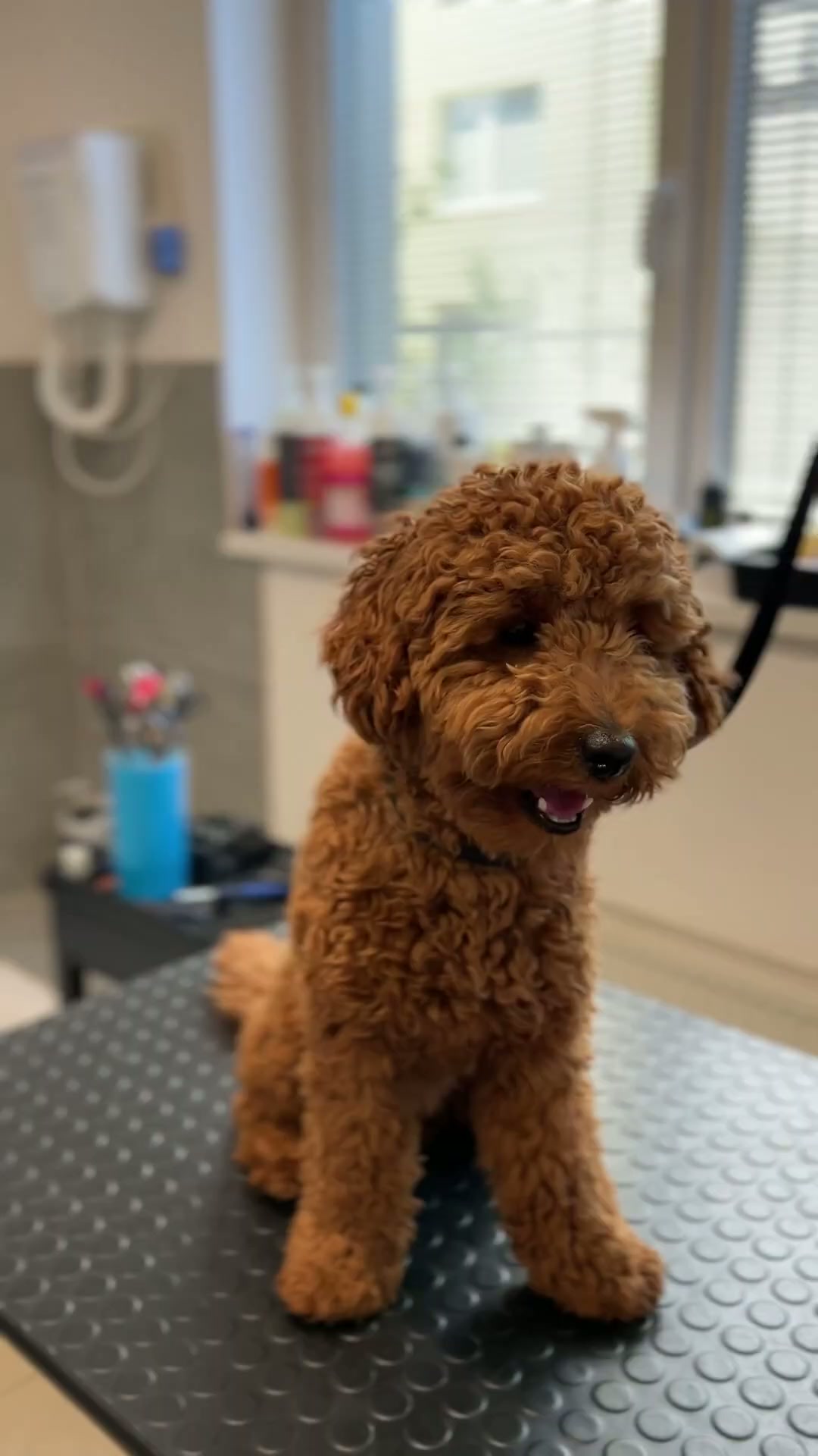 Sleepy poodle during grooming