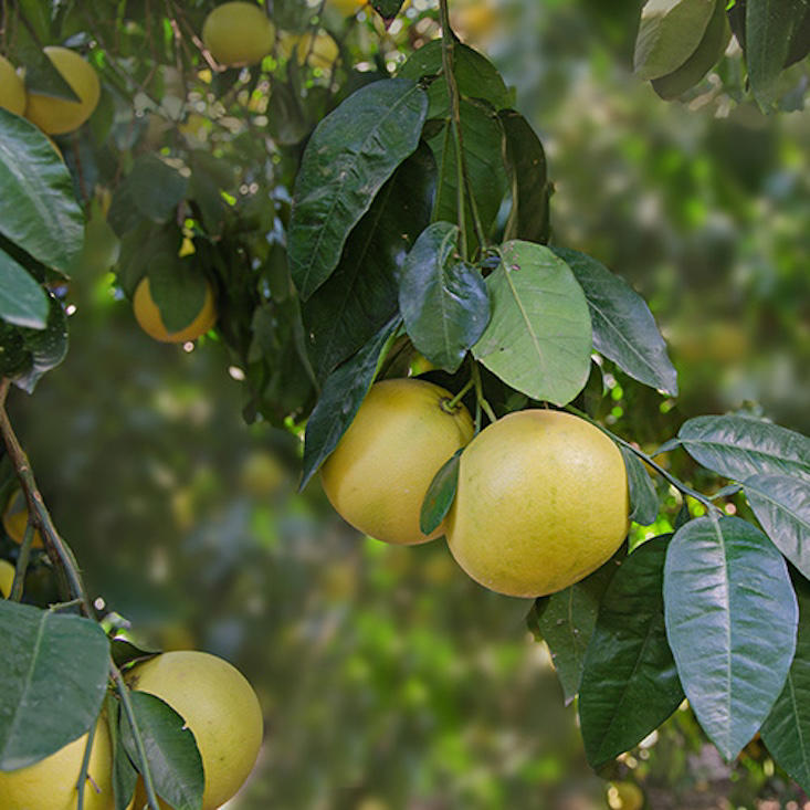 Gardening 101: Oro Blanco grapefruit tree