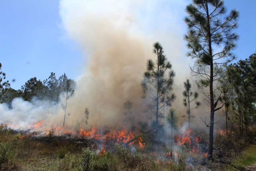 Crews ignite two-day prescribed burn at Graham Creek Nature Preserve in ...