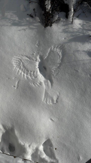Bird leaves a snow angel after winter storm in Indiana