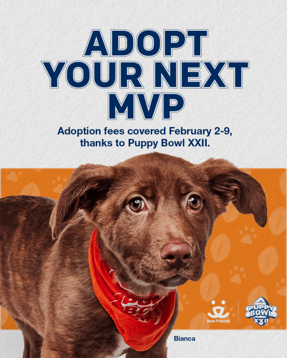 Huddle up for fumbling fluff as Best Friends Animal Society ...