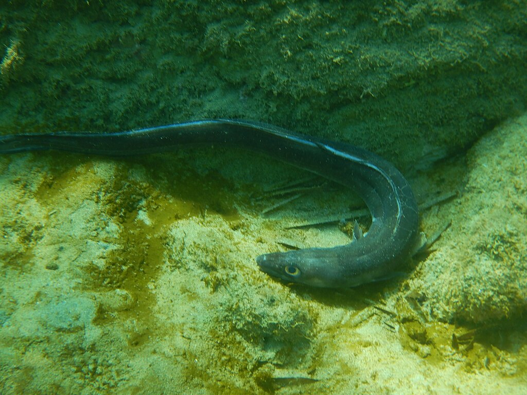 Britain’s largest eel and the hidden journey it lives