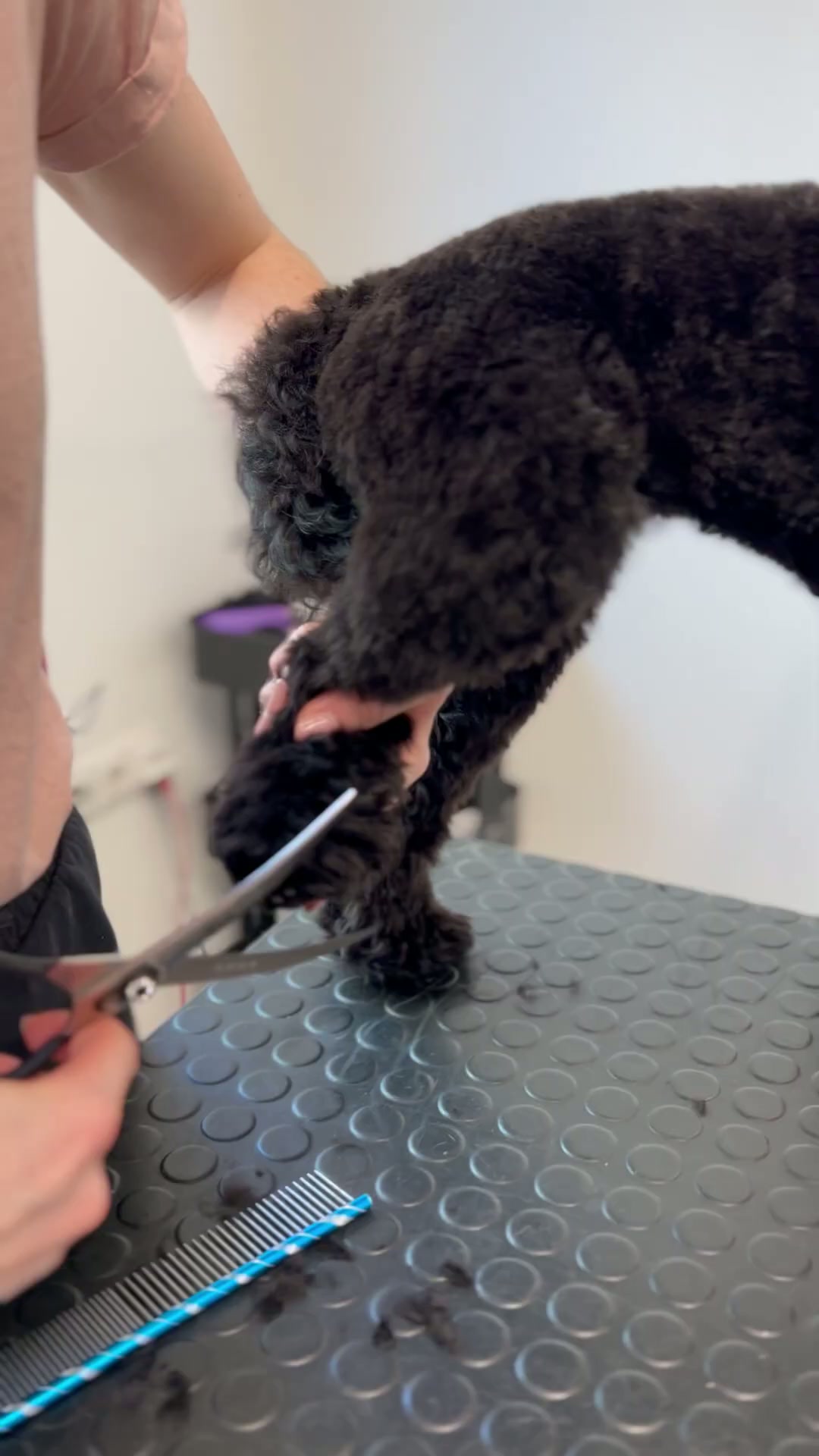 Poodle puppy full grooming