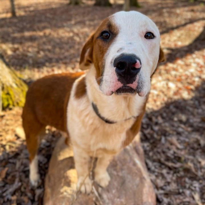 Furry friends: Meet Mouse, RBG, and Orion!