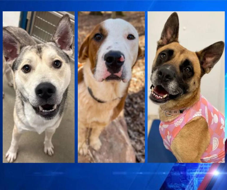 Furry friends: Meet Mouse, RBG, and Orion!