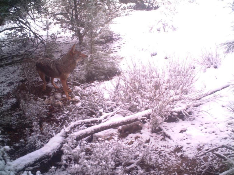Long mistaken for a jackal, Morocco’s African Wolf, called Ouchen