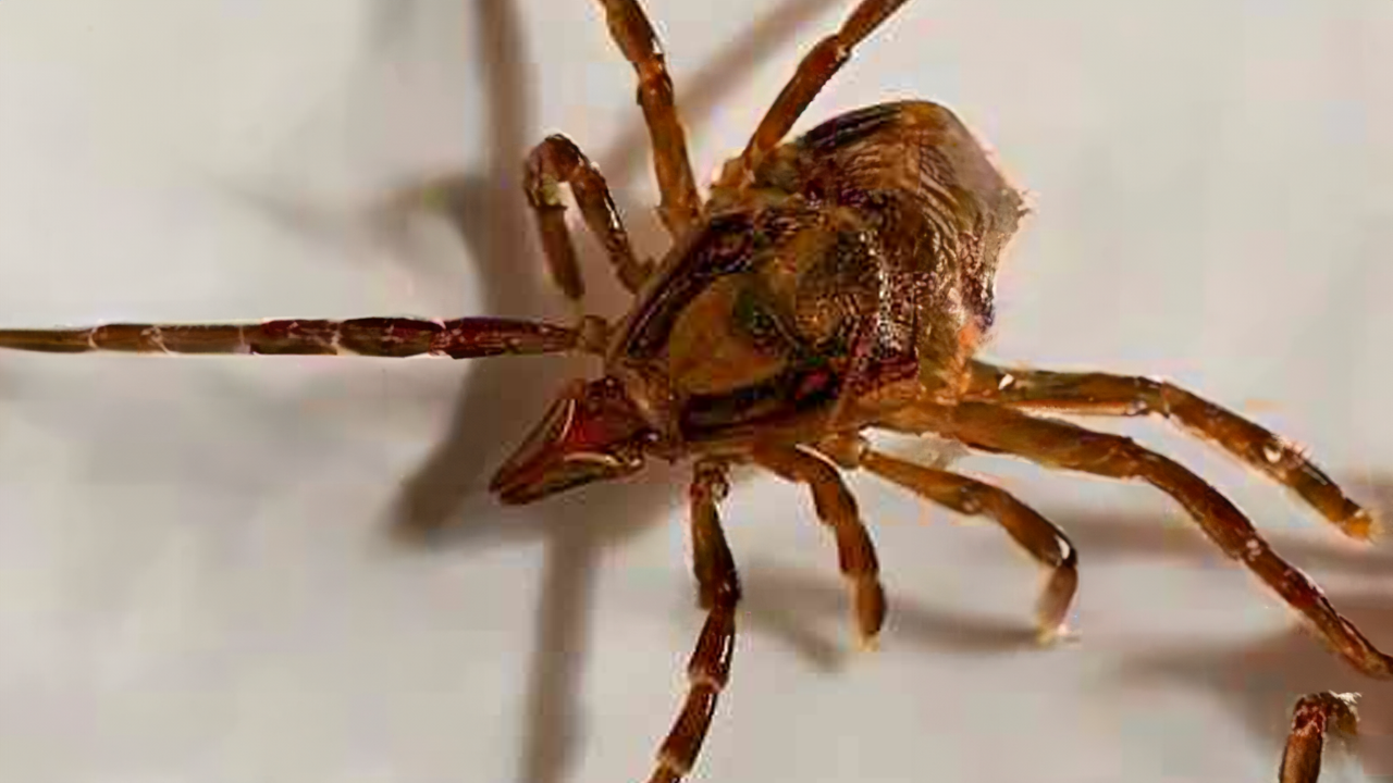 Understanding Australia’s paralysis tick