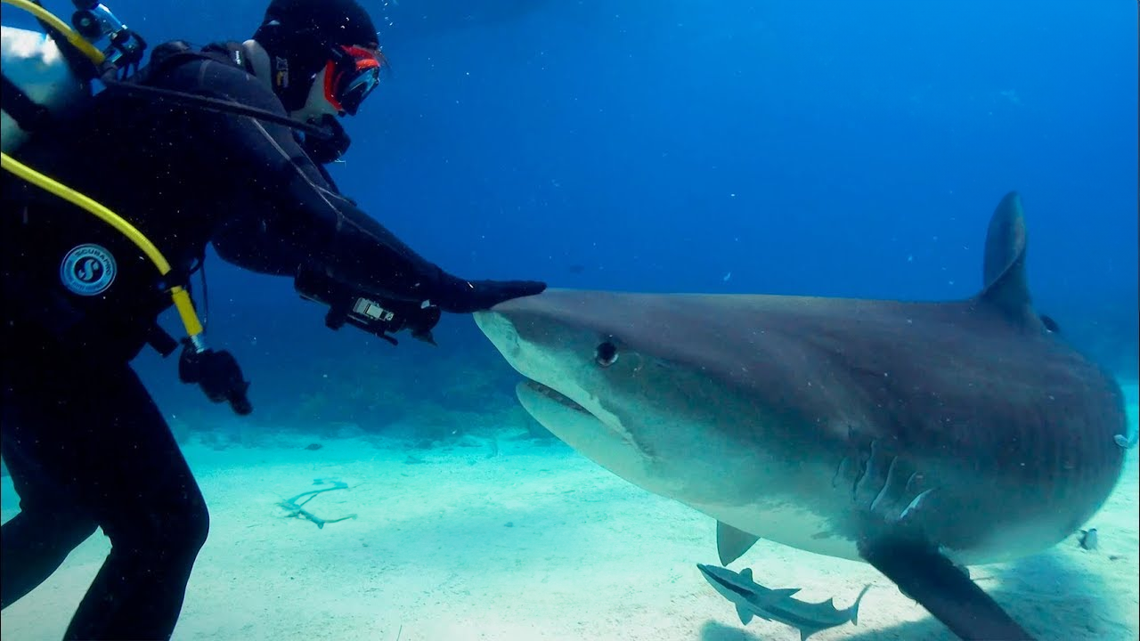 Shark encounter: A thrilling ride