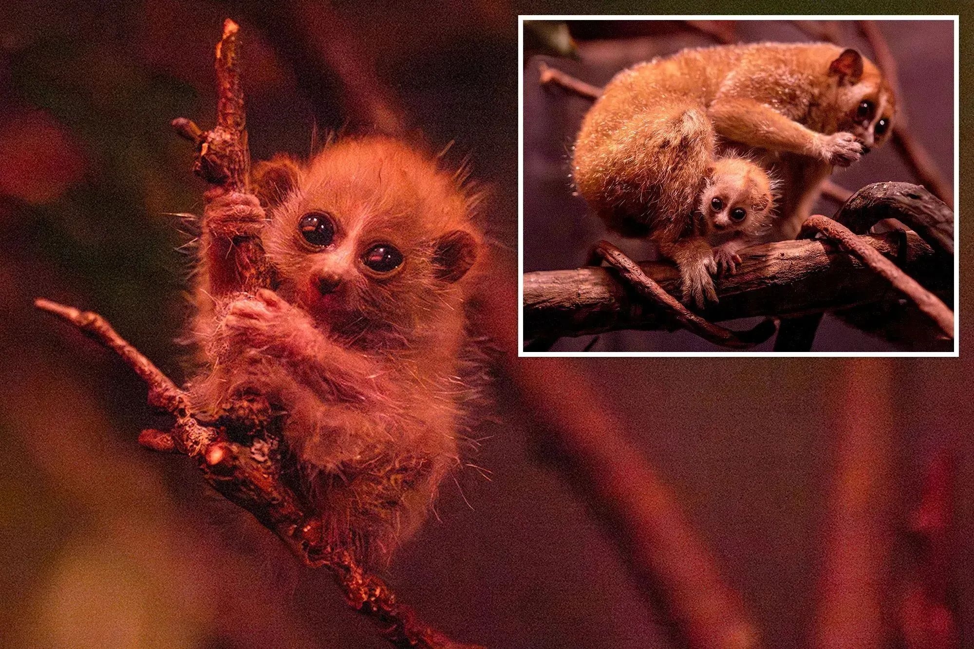 Adorable rare new BX Zoo addition has eyes as big as its ears — and ...