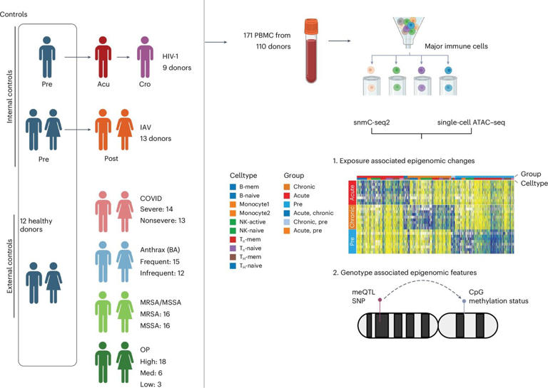 How your life story leaves epigenetic fingerprints on your immune cells