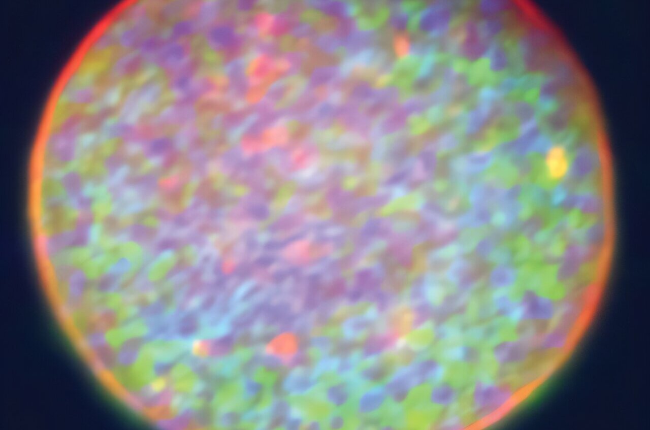 Parasite behind toxoplasmosis hides multiple distinct subtypes inside ...