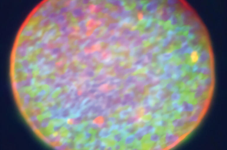 Parasite behind toxoplasmosis hides multiple distinct subtypes inside ...