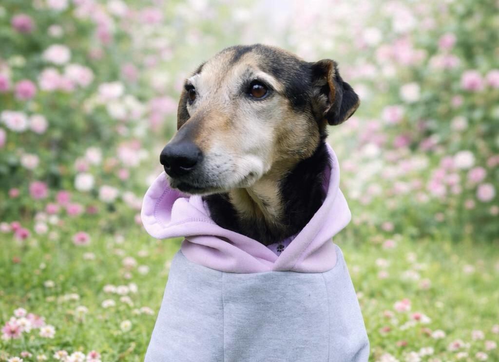 Bella, perrita de 10 años que fue rescatada en un caño, busca un hogar ...