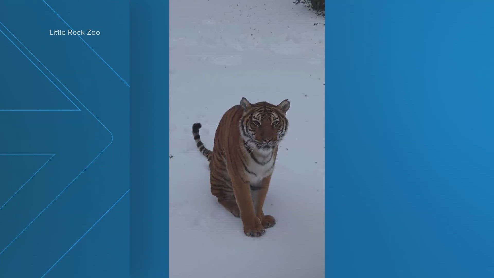 Little Rock Zoo animals have fun in the snow
