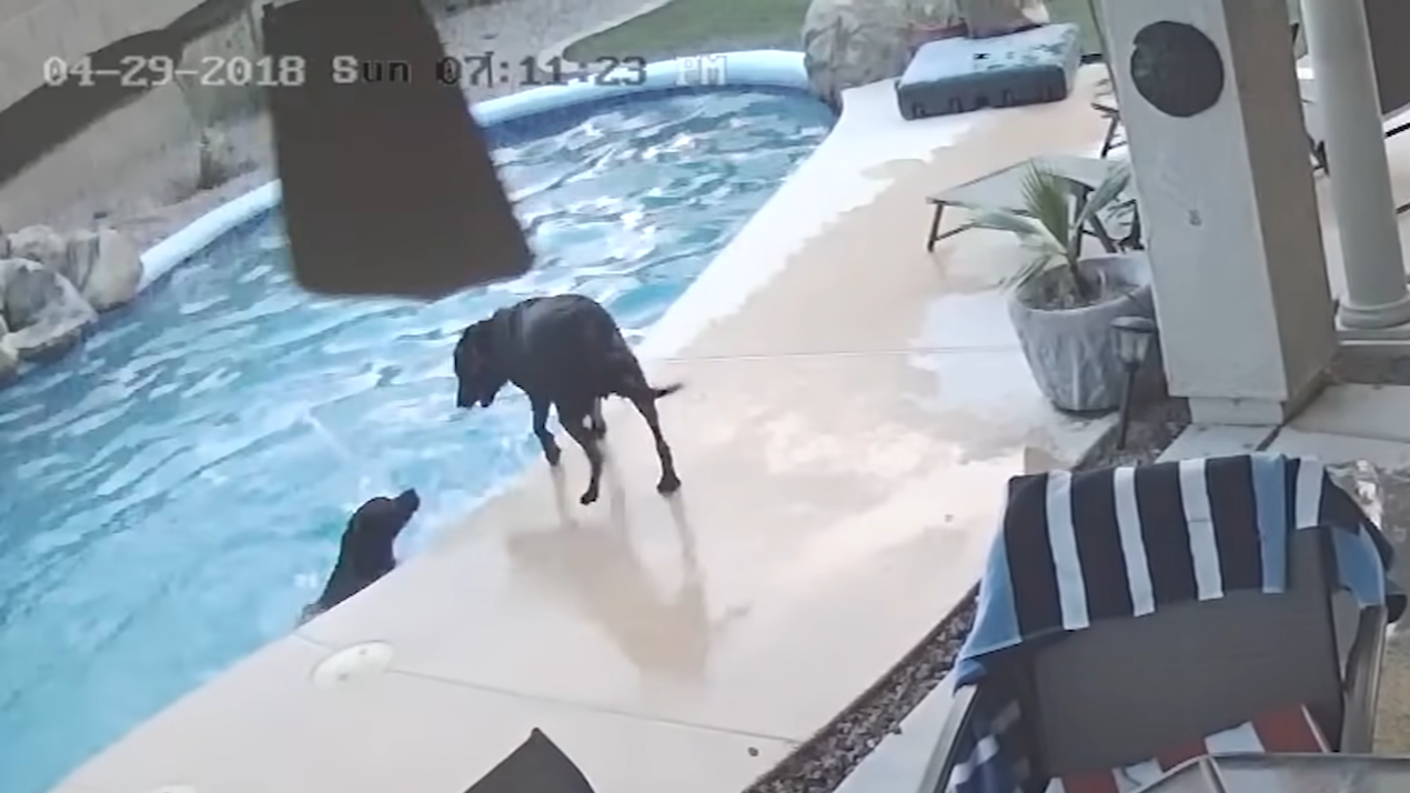 This dog jumped into a pool to save his best friend’s life