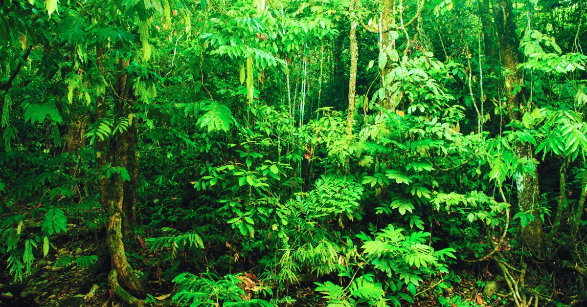 Which forest is known as the evergreen forest?