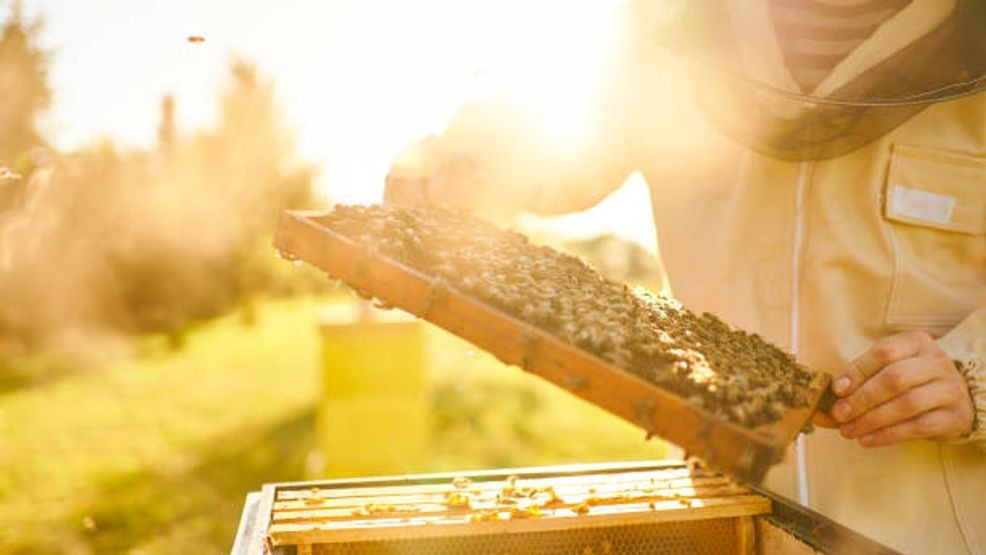 Feeling un-bee-lievably curious? Beginner beekeeping class coming to ...