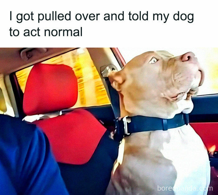 77 random memes that made scrolling way more enjoyable