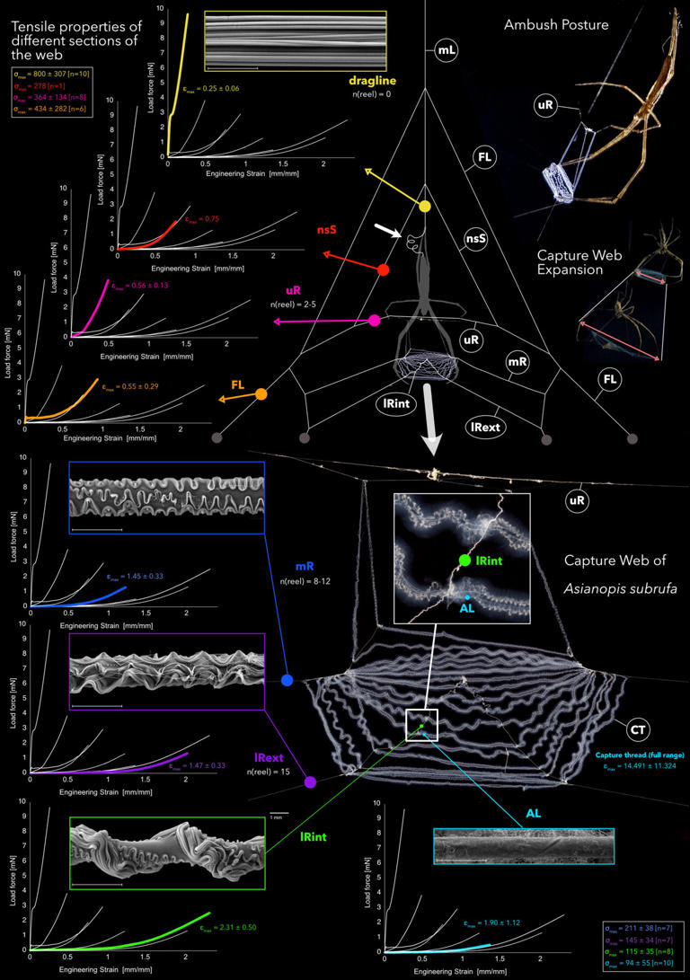Net-casting spiders' adjustable silk stiffness point to tunable fiber ...