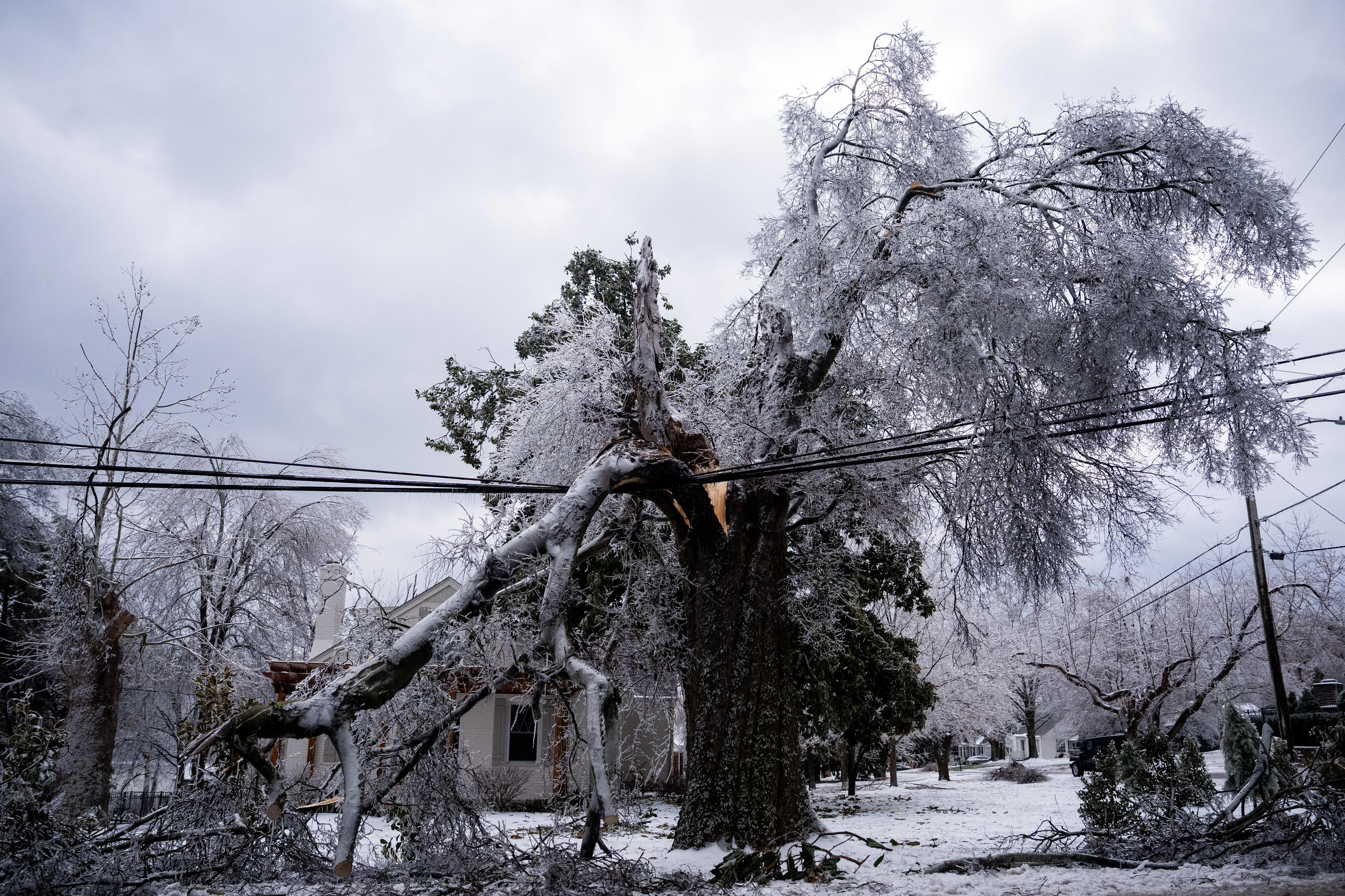 NES fell behind on tree-trimming; was aware of outage risks, reports show
