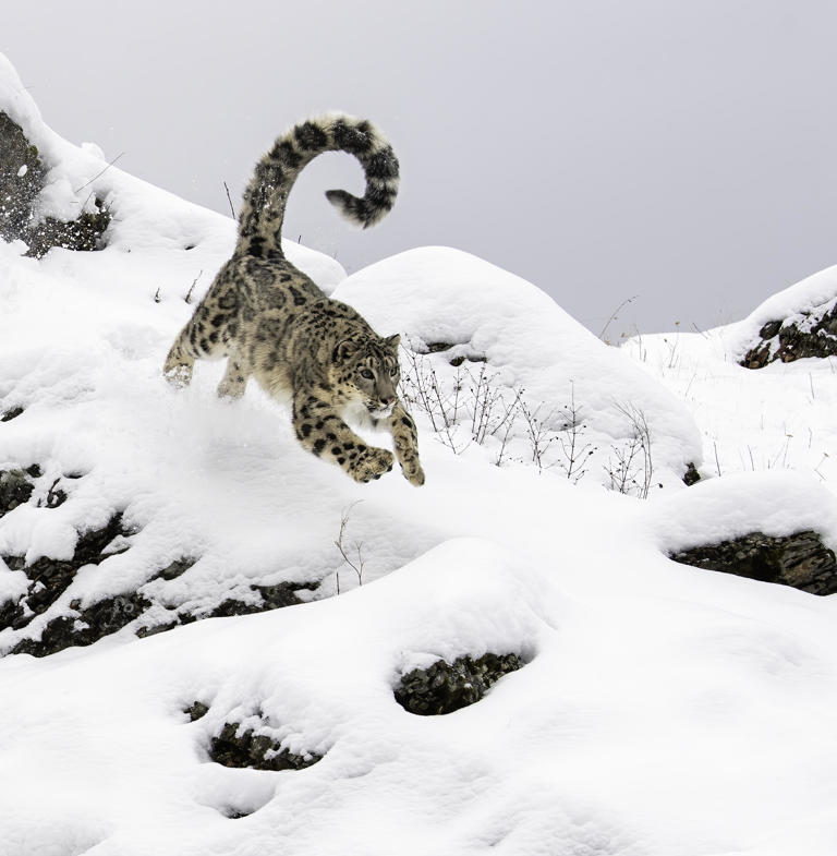 Skier mauled after approaching snow leopard to take a photo