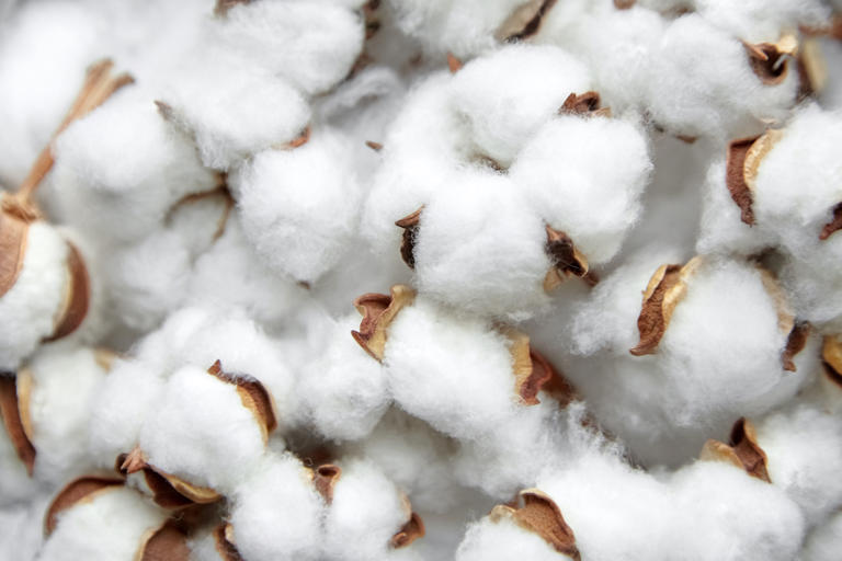Congressional leaders introduce legislation to boost American cotton ...