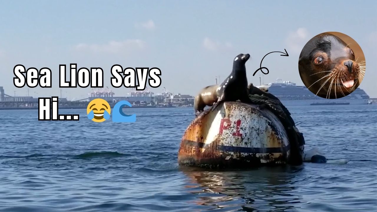 Sea lion hops onto a floating object and settles in