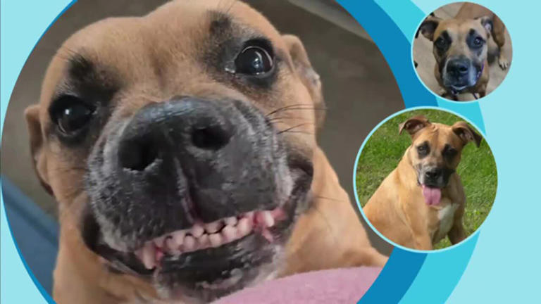 Tuesday’s adoptable pet: Meet Smiley