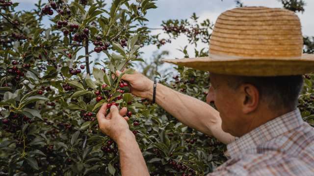 Supply of popular fruit plummets as severe storms devastate crops: 'On ...