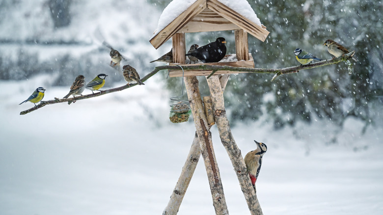 13 winter bird feeding tips to keep them happy all season long