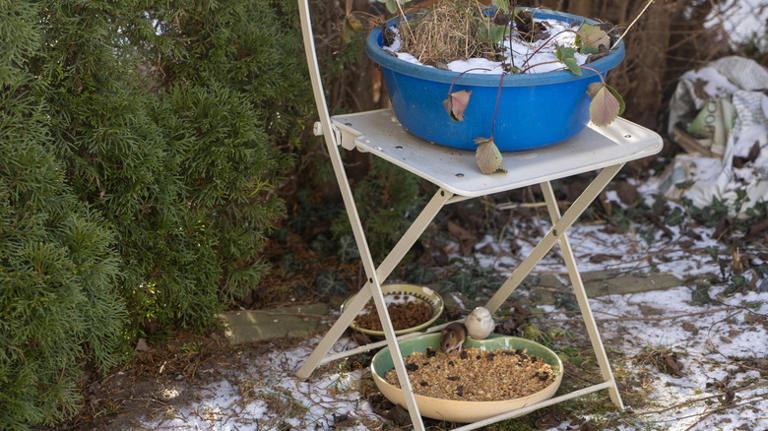 13 winter bird feeding tips to keep them happy all season long