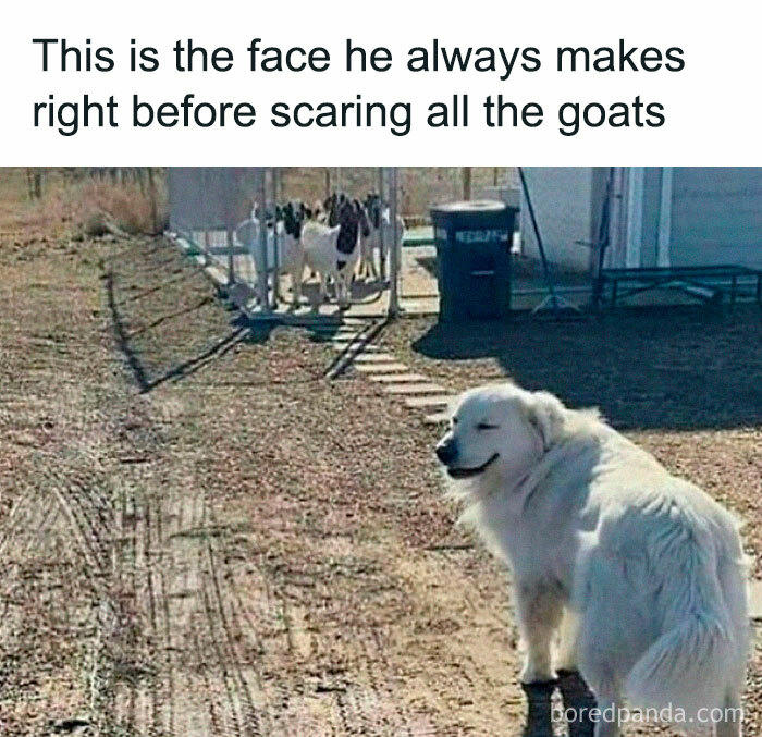77 random memes that made scrolling way more enjoyable